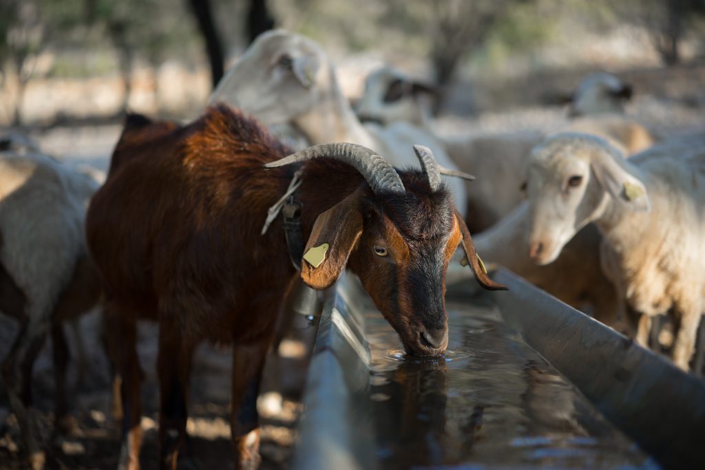 Urolithiasis in Goats - Goat Journal